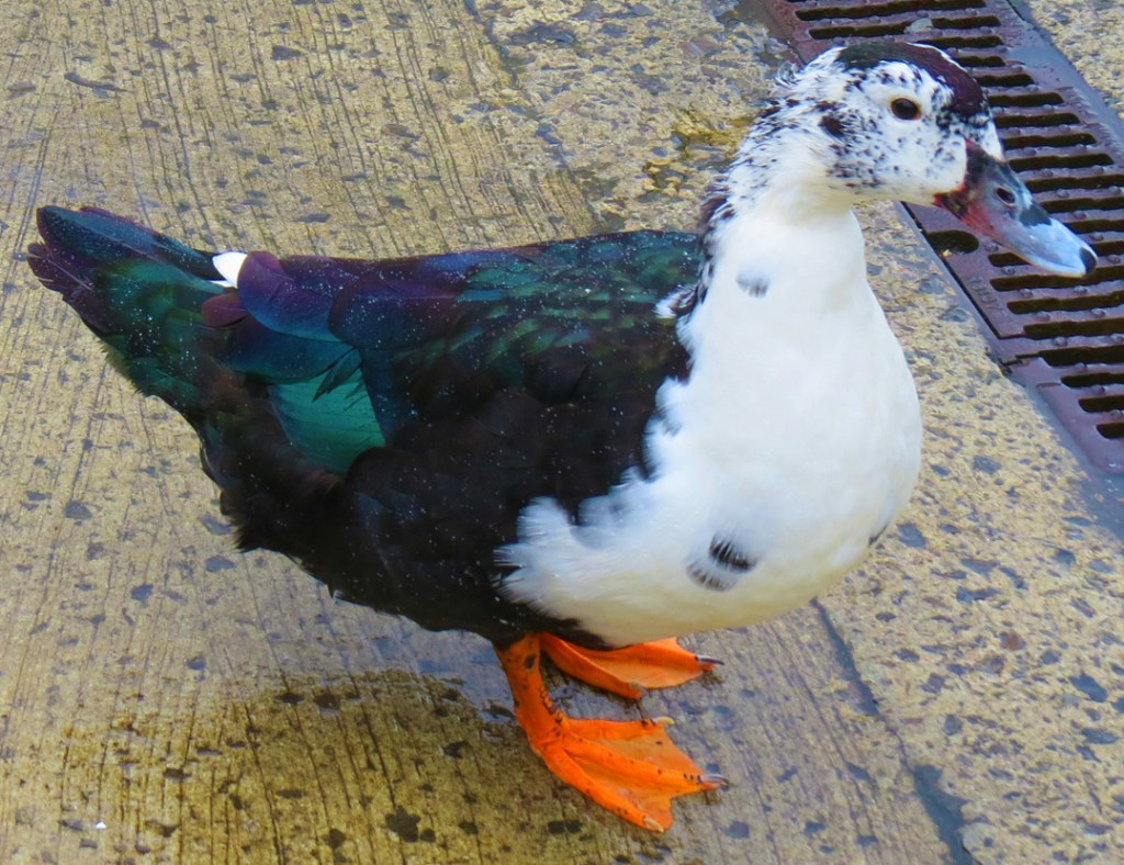 Loch Lomond, Limericks and Life – images, videos, stories, historical ...